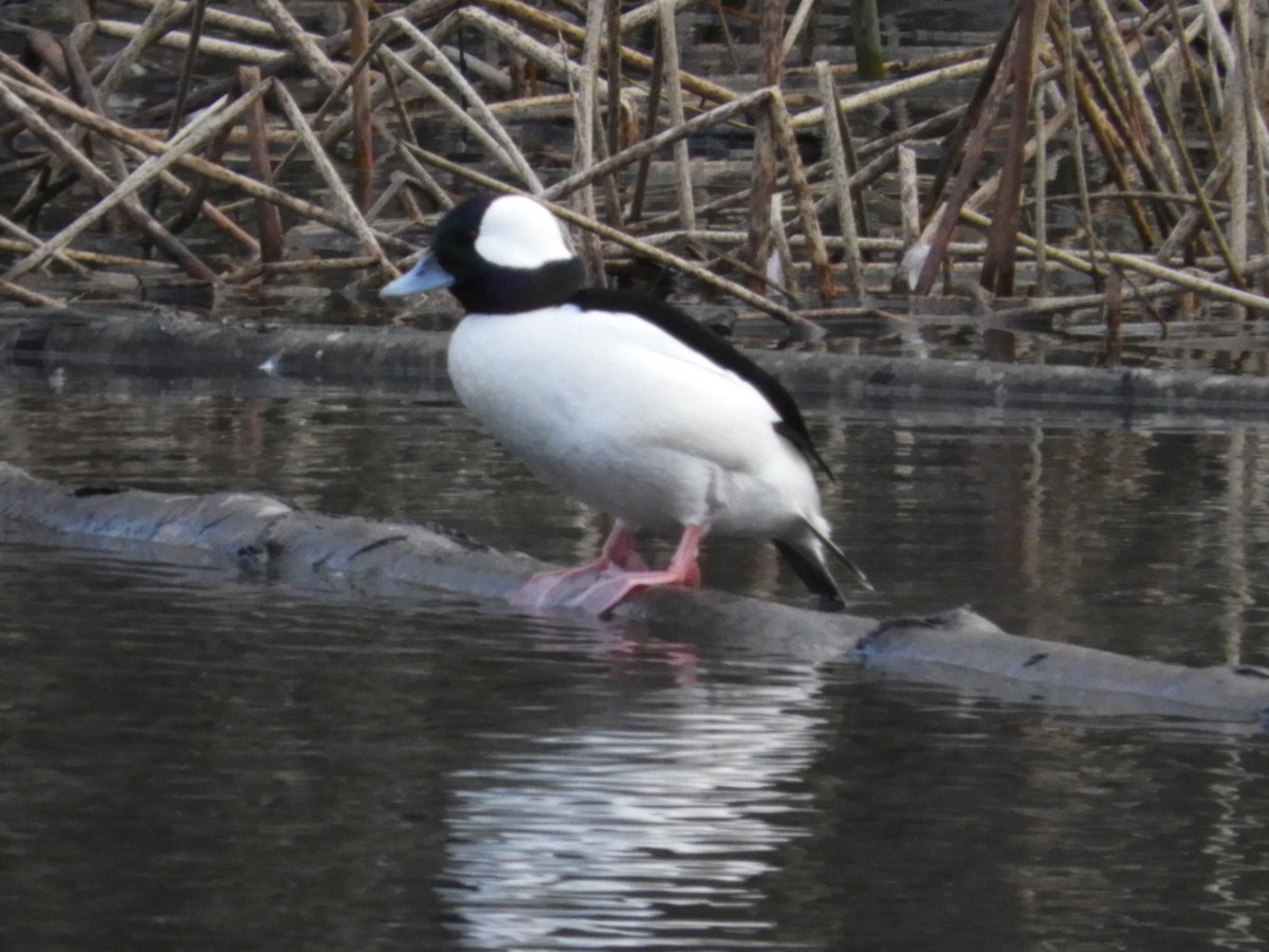 eBird Checklist - 1 Feb 2020 - North Vancouver--Maplewood Conservation ...