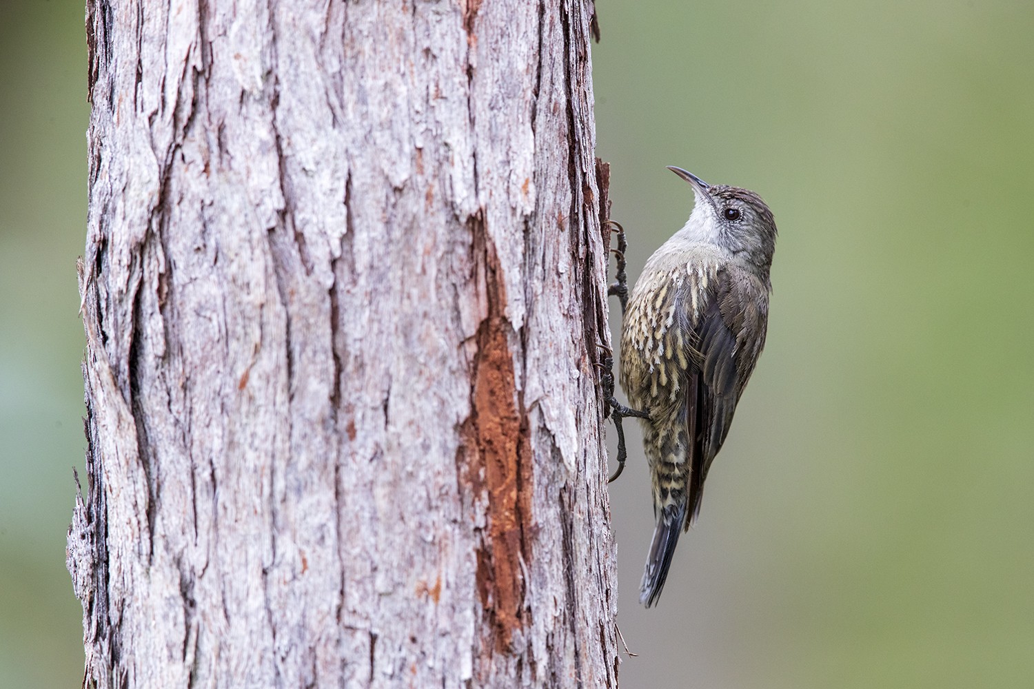 White-throated Treecreeper (Little) - eBird
