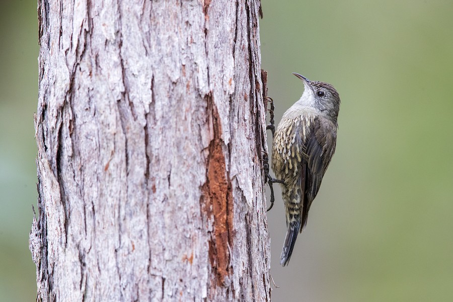 White-throated Treecreeper (Little) - eBird