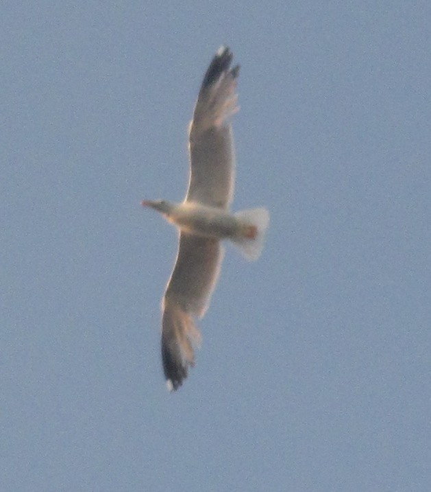 eBird Checklist - 19 Jun 2009 - Filfla - 3 species