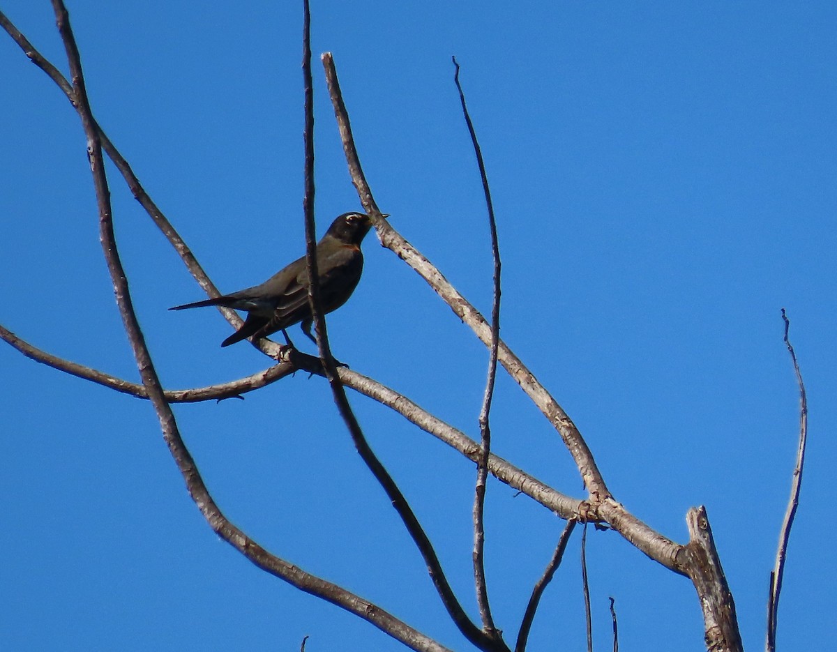 eBird Checklist - 2 Feb 2020 - Burt Aaronson South County Regional Park ...