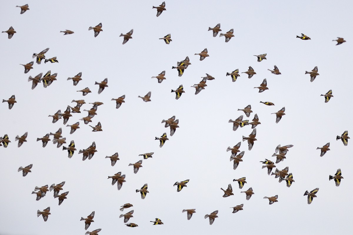 eBird and Merlin Community Guidelines: Promoting responsible ...