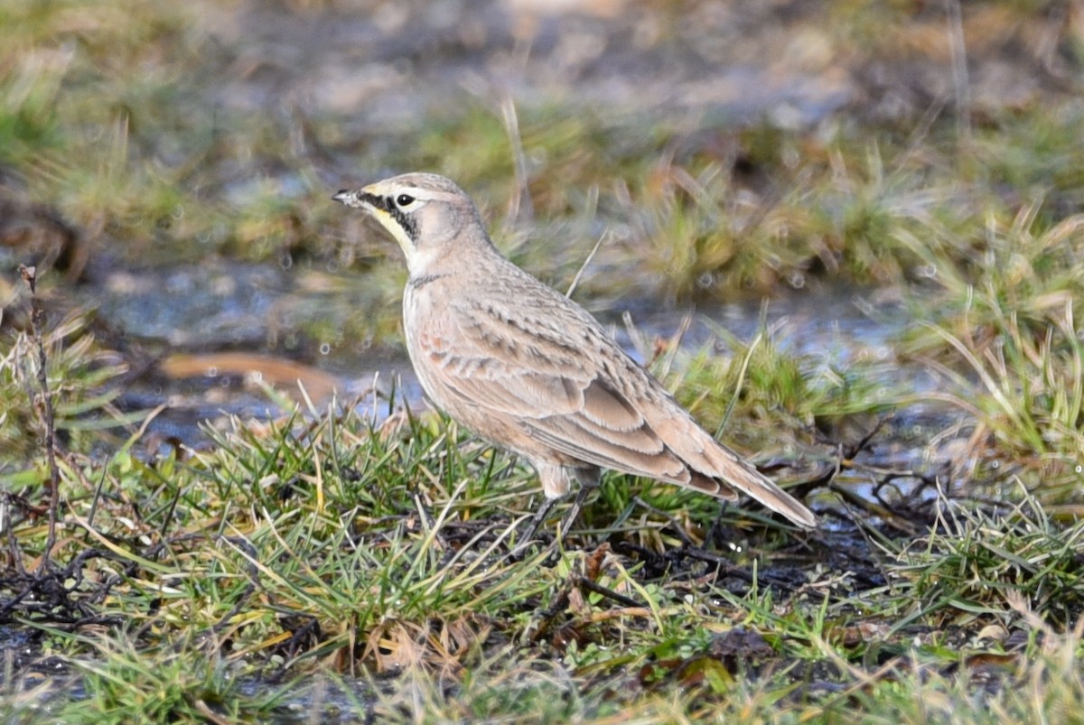 eBird Checklist - 2 Feb 2020 - Millennium Park - 11 species