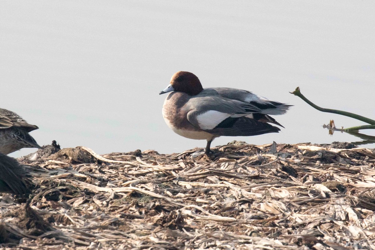 eBird Checklist - 12 Jan 2020 - Okhla Bird Sanctuary - 49 species
