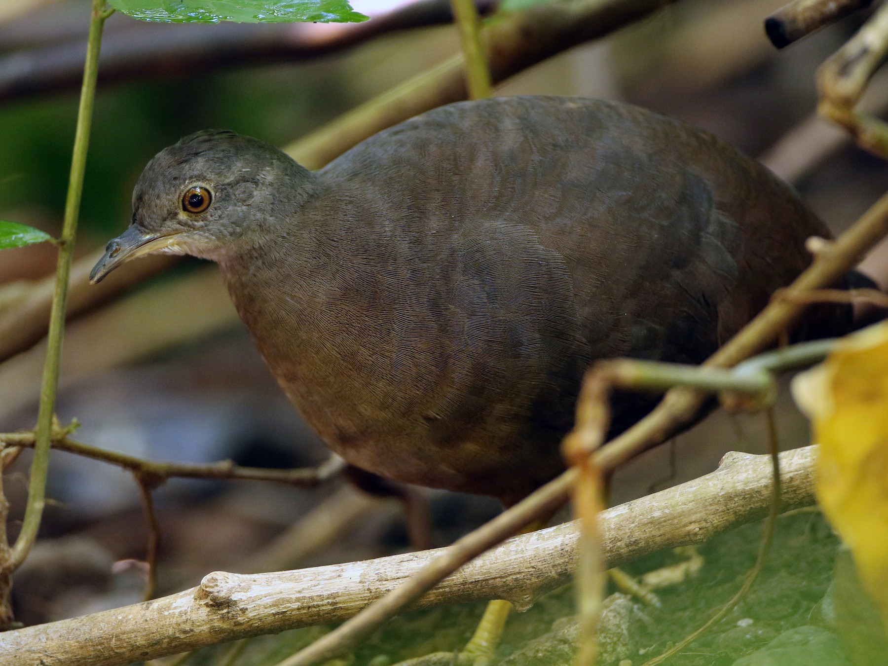 Tinamú Chico - eBird