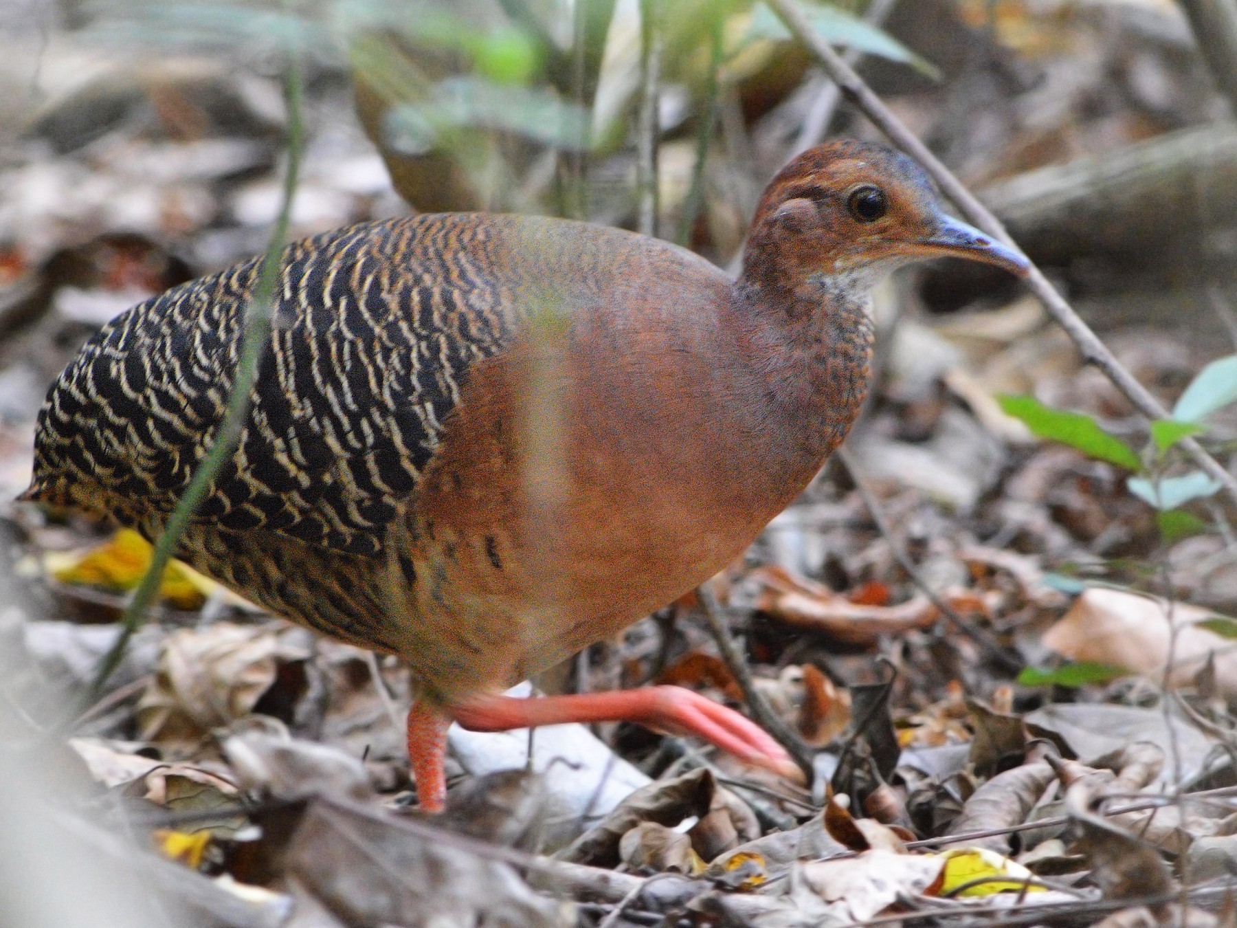 Thicket Tinamou - eBird