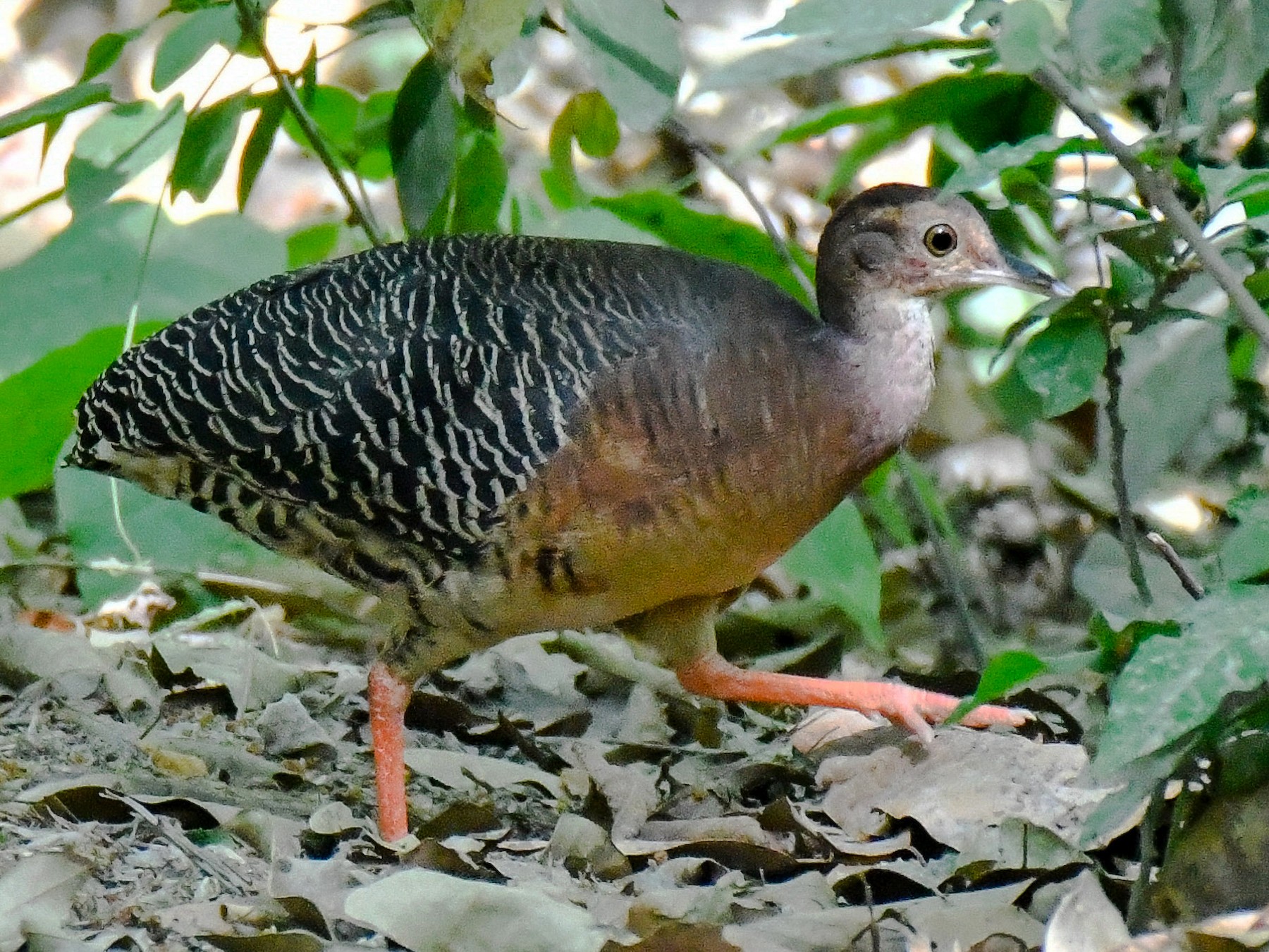 Thicket Tinamou - eBird