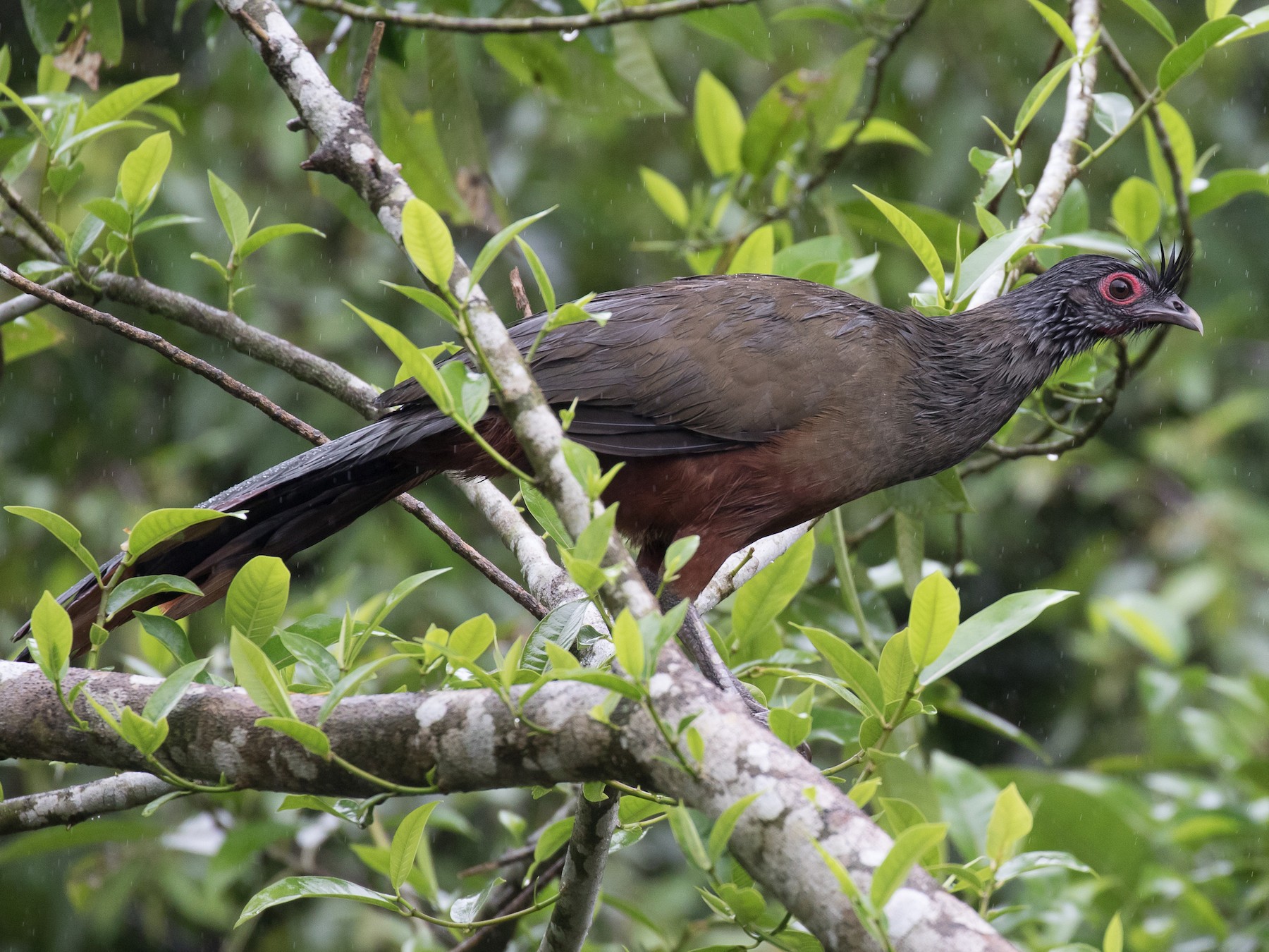 Rufous-bellied Chachalaca - eBird
