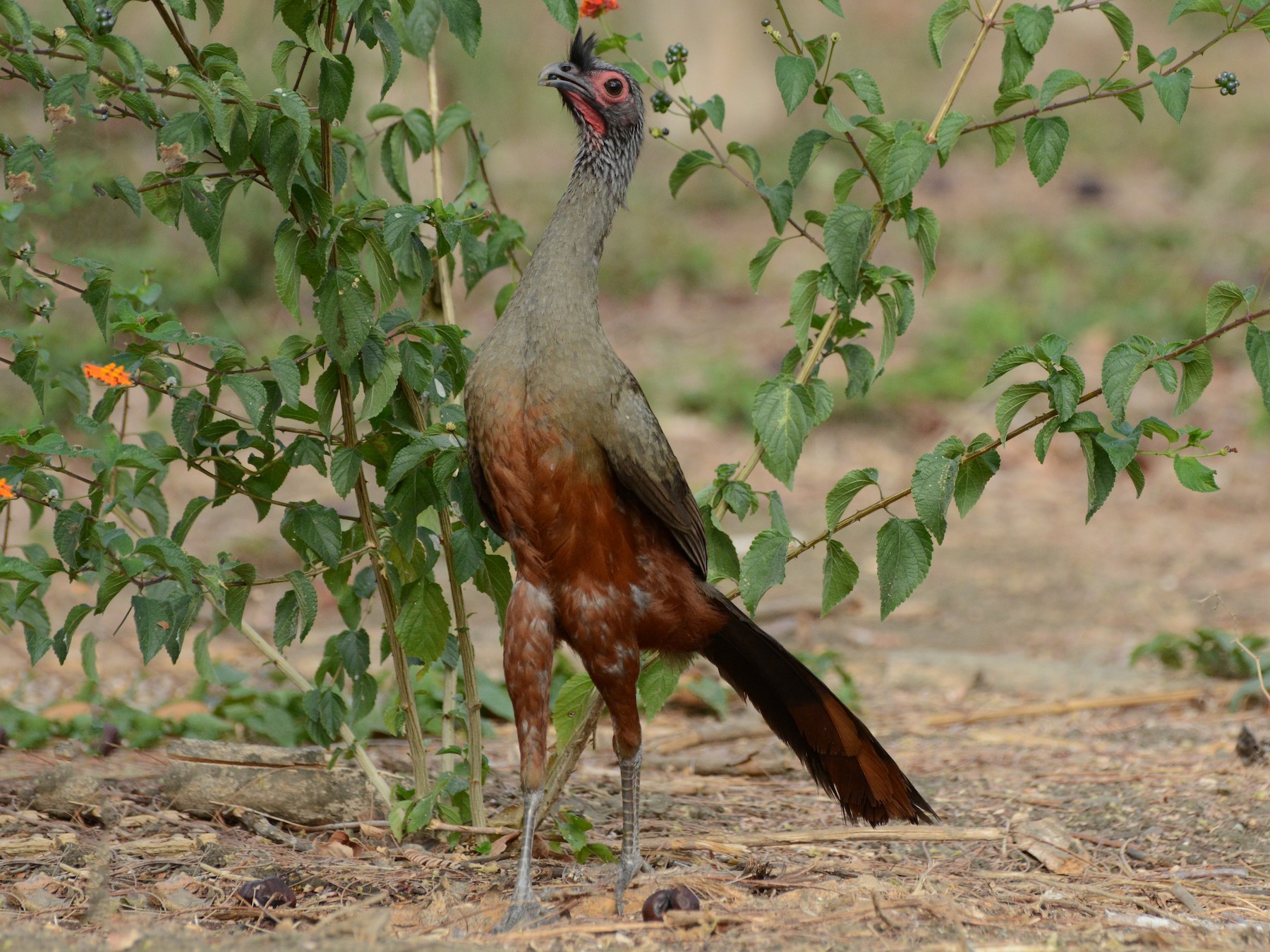 Rufous-bellied Chachalaca - eBird