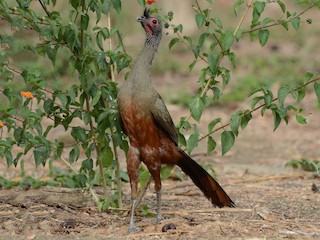Rufous-bellied Chachalaca - eBird
