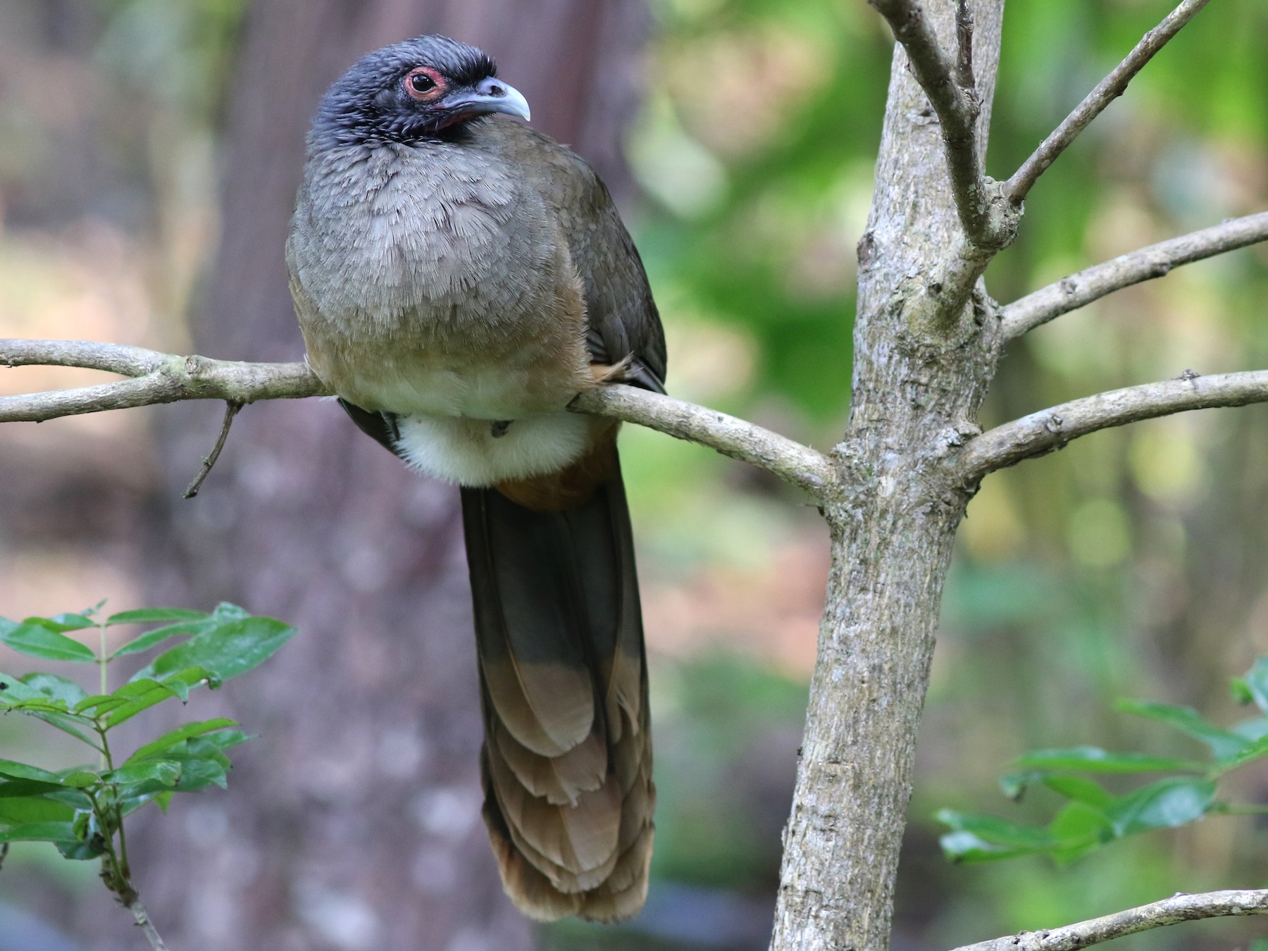 West Mexican Chachalaca - eBird