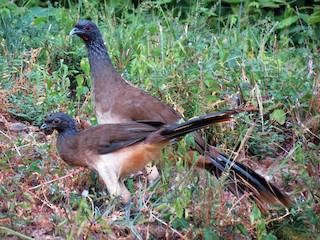 West Mexican Chachalaca - eBird