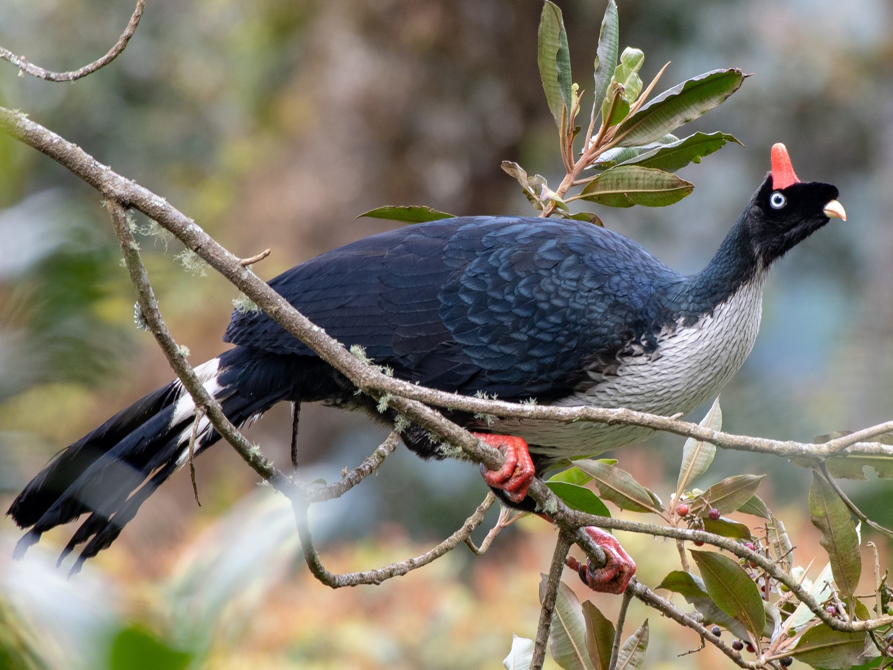 Horned Guan - eBird
