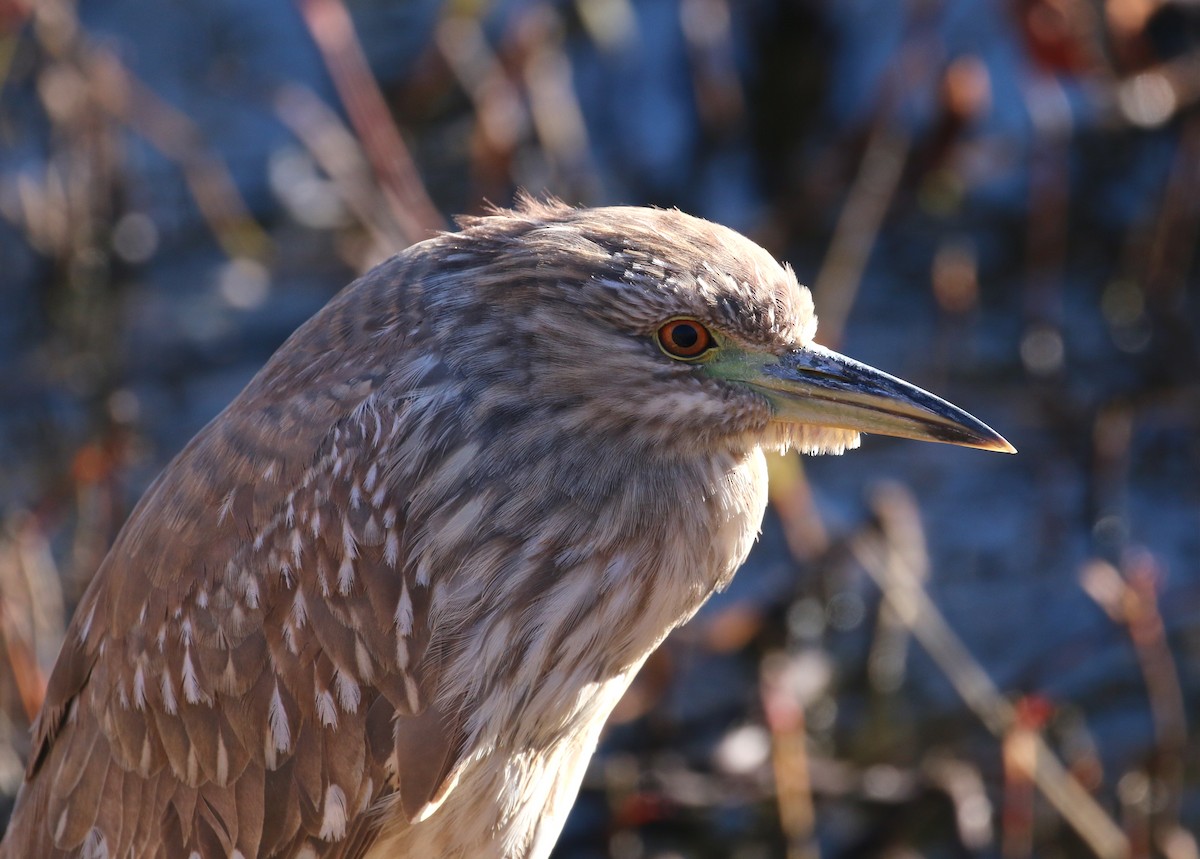 eBird Checklist - 3 Feb 2020 - Atascadero Lake - 53 species (+1 other taxa)