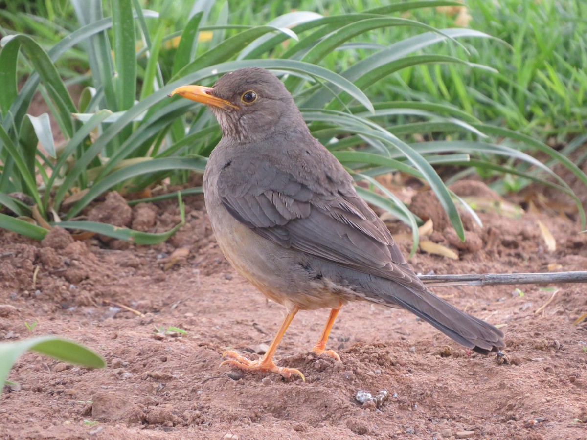 eBird Checklist - 1 Nov 2015 - Travalia Guest Farm - 6 species
