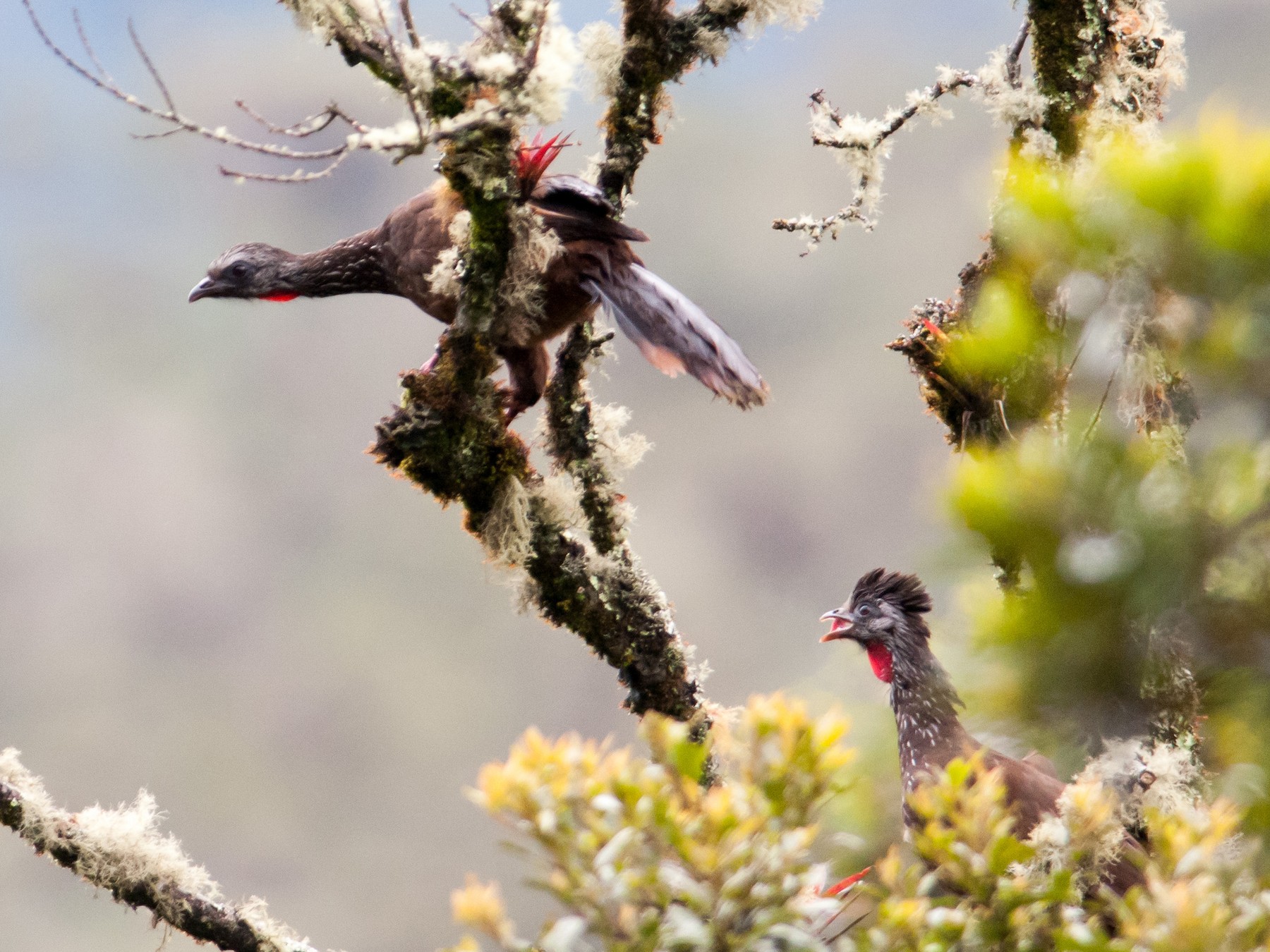 Bearded Guan - eBird