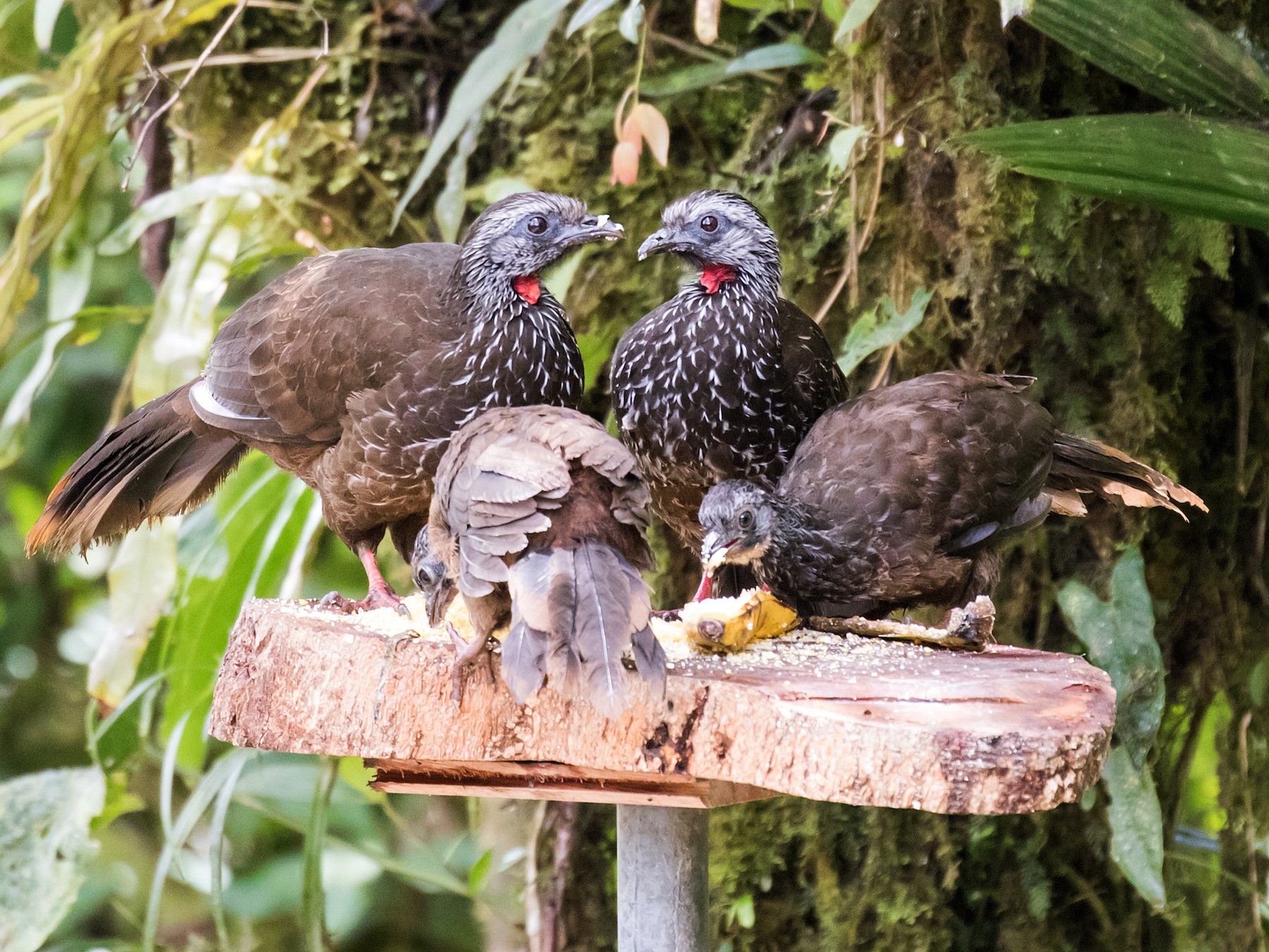 Bearded Guan - eBird