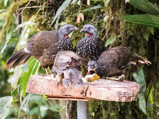 Bearded Guan - eBird