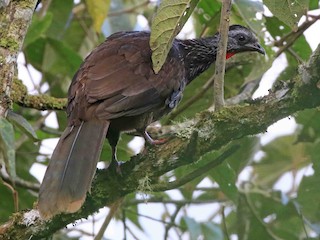 Bearded Guan - eBird