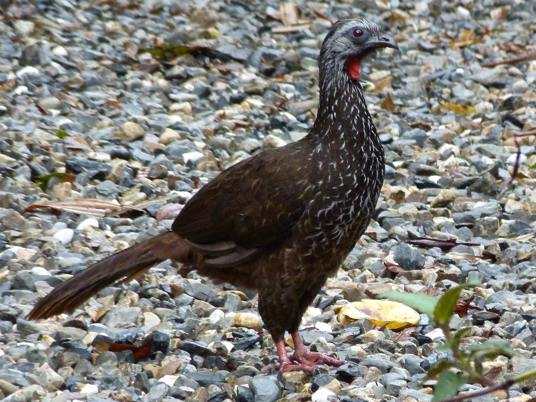 Bearded Guan - eBird