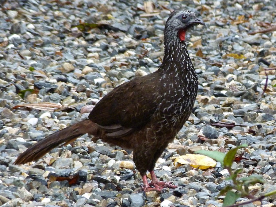 Bearded Guan - eBird