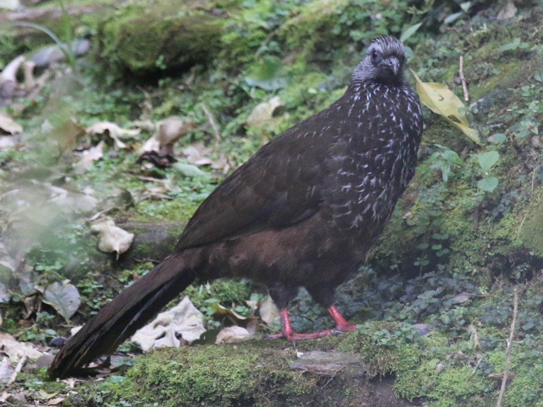 Bearded Guan - eBird