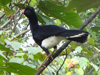 Salvin's Curassow - eBird