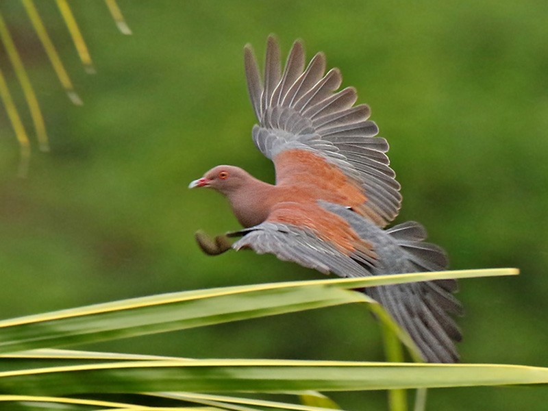 Paloma Peruana - eBird
