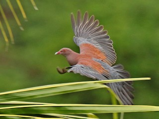Peruvian Pigeon - eBird
