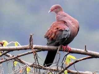 Paloma Peruana - eBird