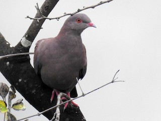 Peruvian Pigeon - eBird