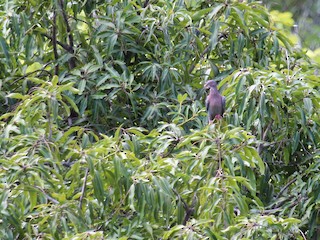 Paloma Peruana - eBird