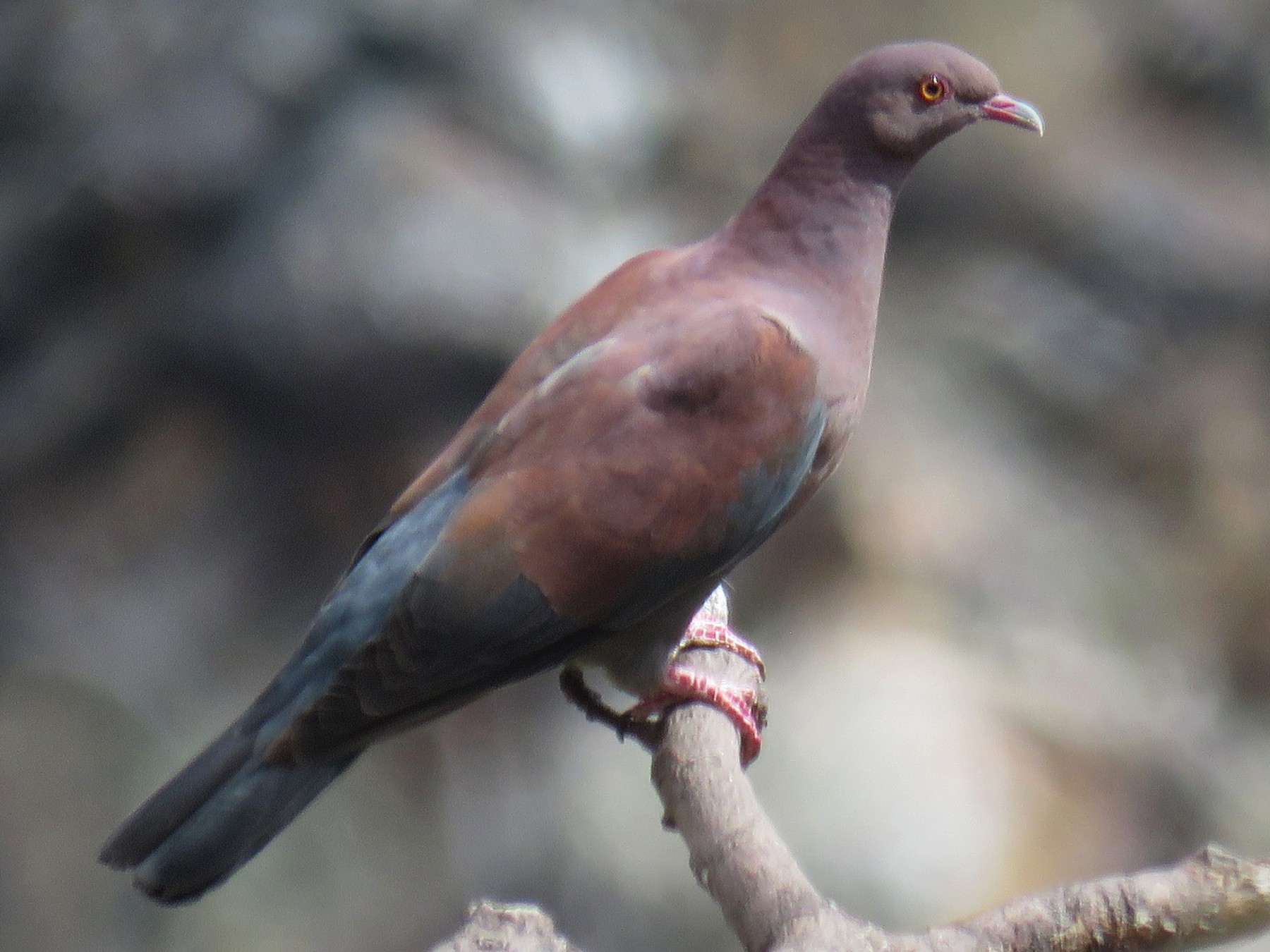 Peruvian Pigeon - eBird