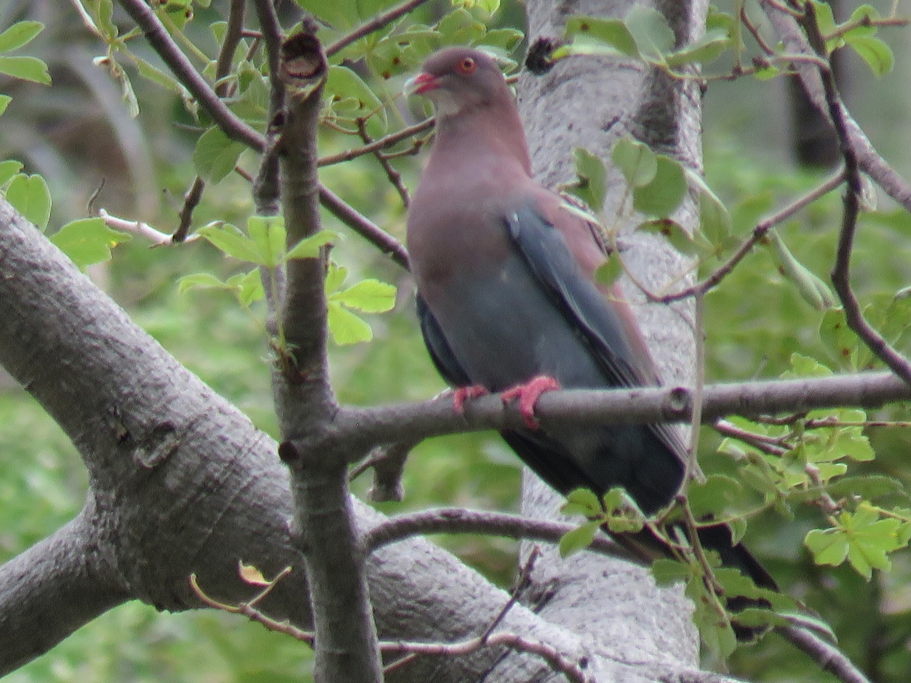 Paloma peruana - eBird