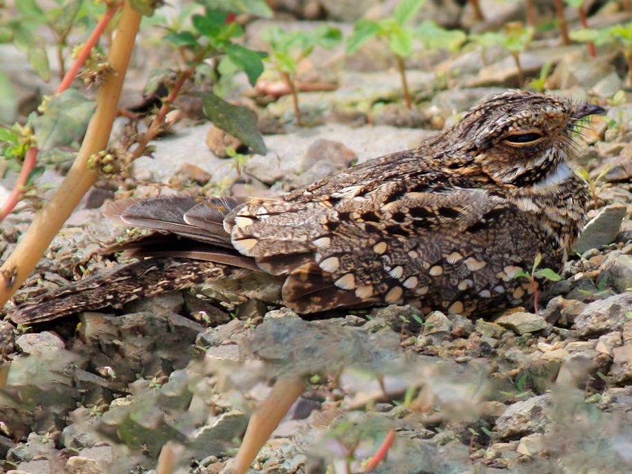 Scrub Nightjar - eBird