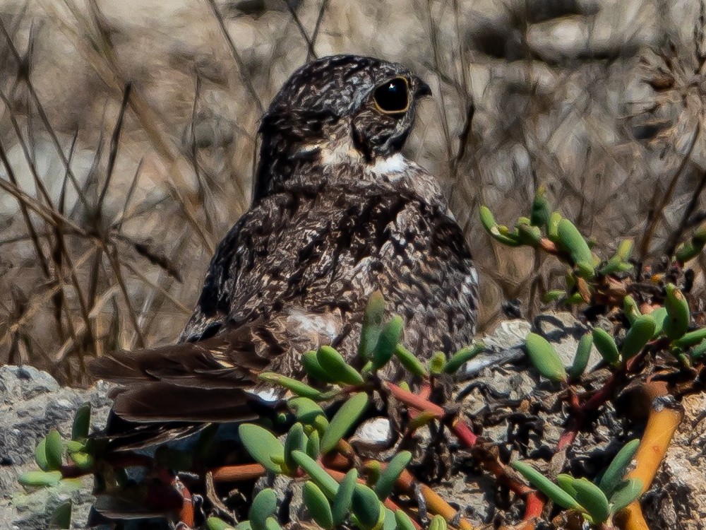 Scrub Nightjar - eBird