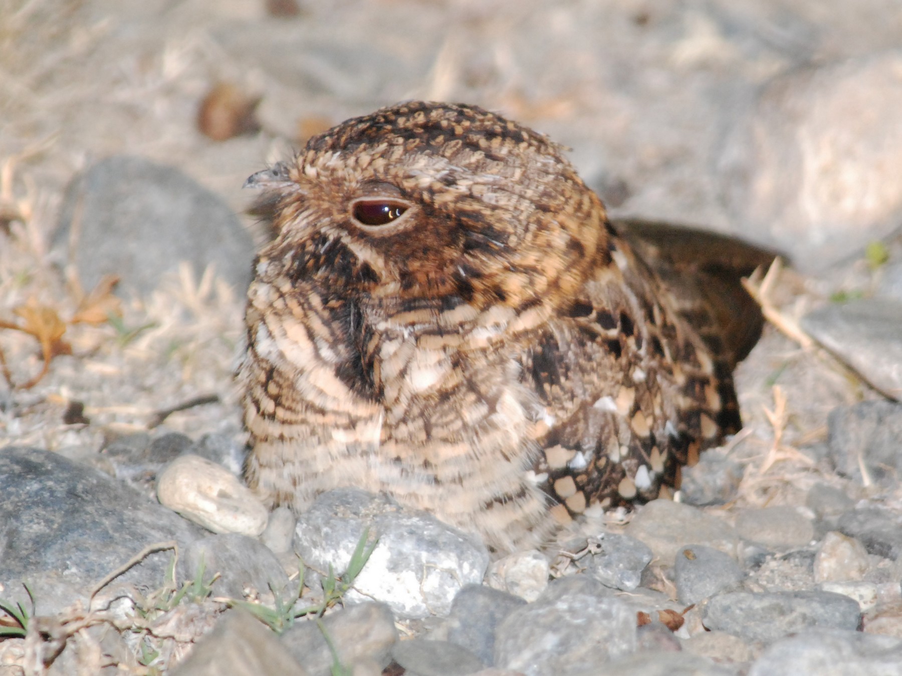 Scrub Nightjar - eBird