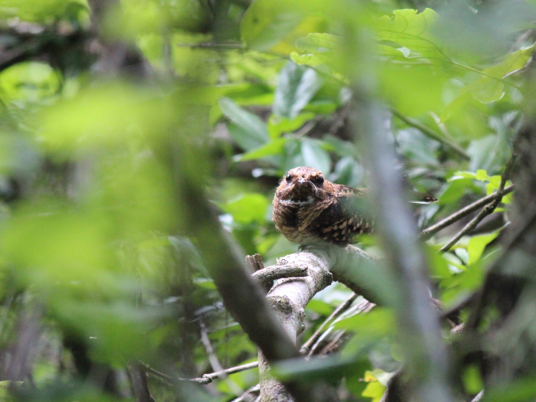 Scrub Nightjar - eBird