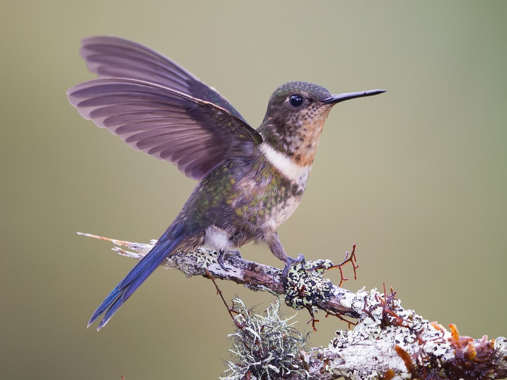 Colibrí Real - eBird