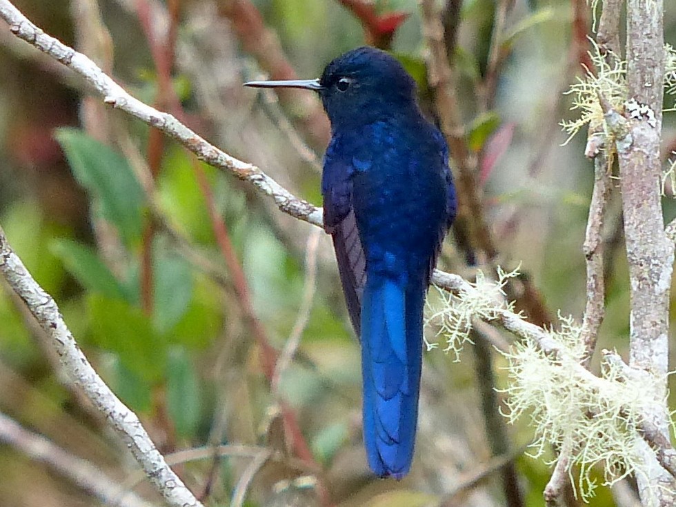 Royal Sunangel - eBird
