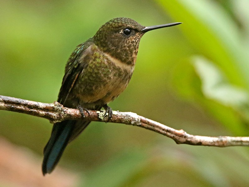 Colibrí Real - eBird