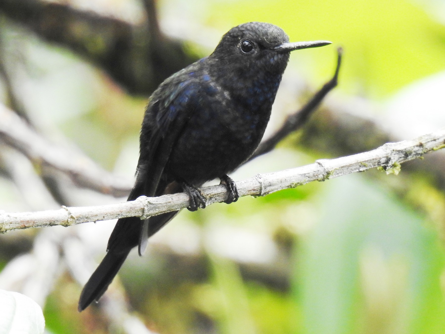 Royal Sunangel - eBird