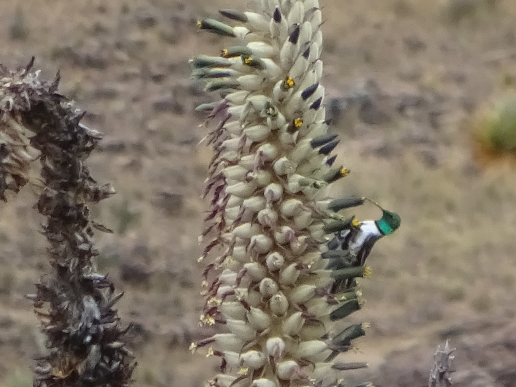 Colibrí de Cabeza Verde - eBird