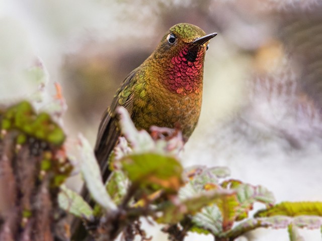 Photos - Neblina Metaltail - Metallura odomae - Birds of the World