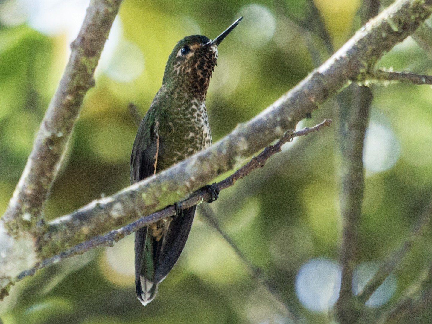Neblina Metaltail - eBird