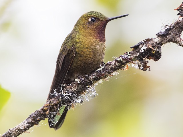 Photos - Neblina Metaltail - Metallura odomae - Birds of the World