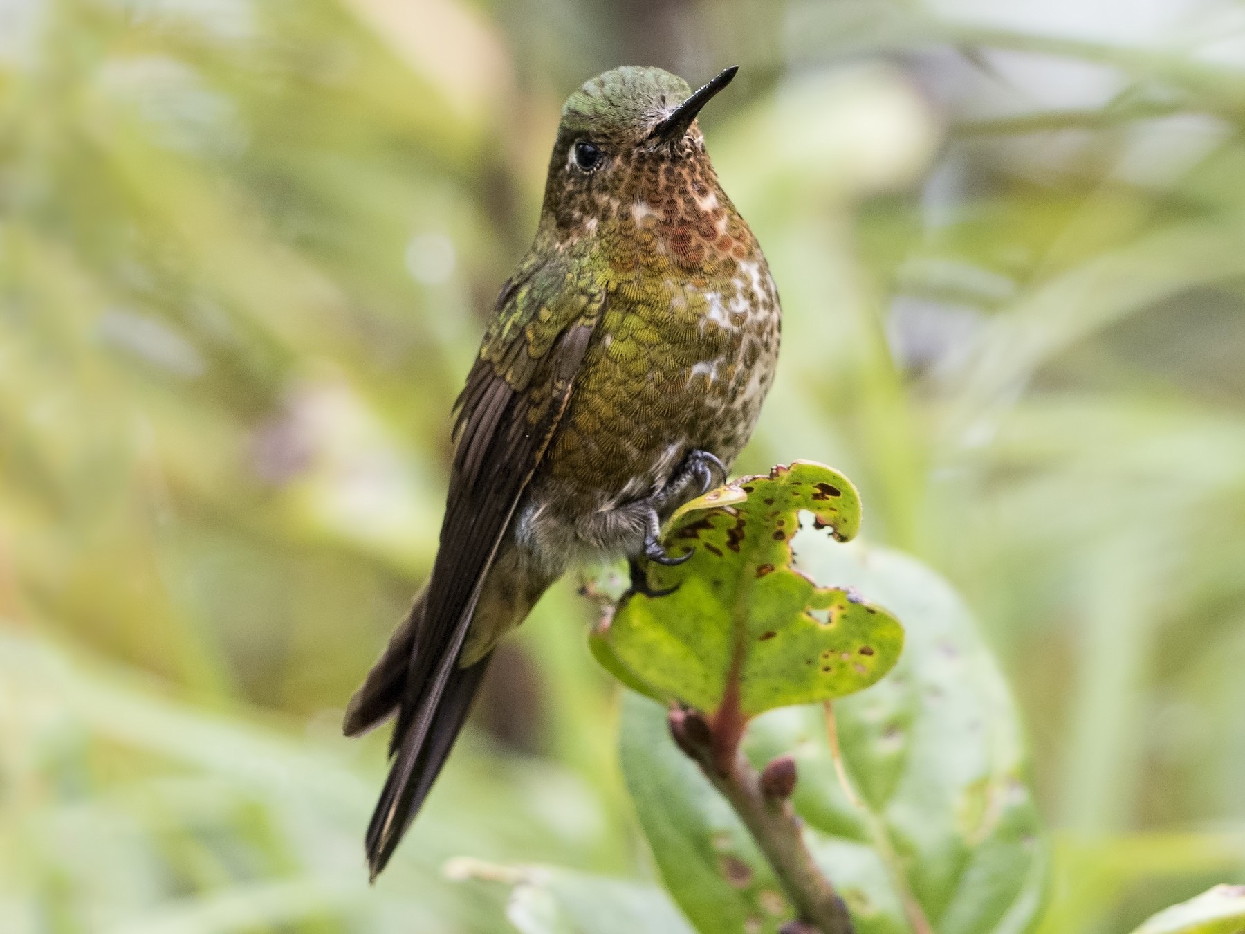 Neblina Metaltail - eBird