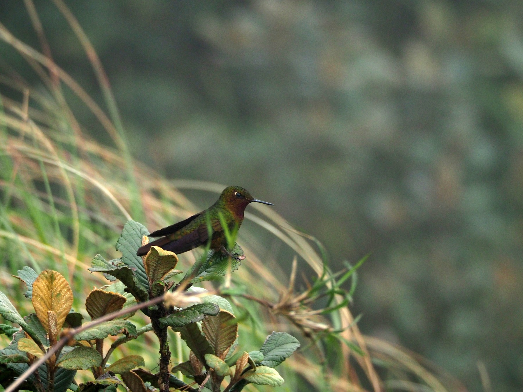 Neblina Metaltail - eBird