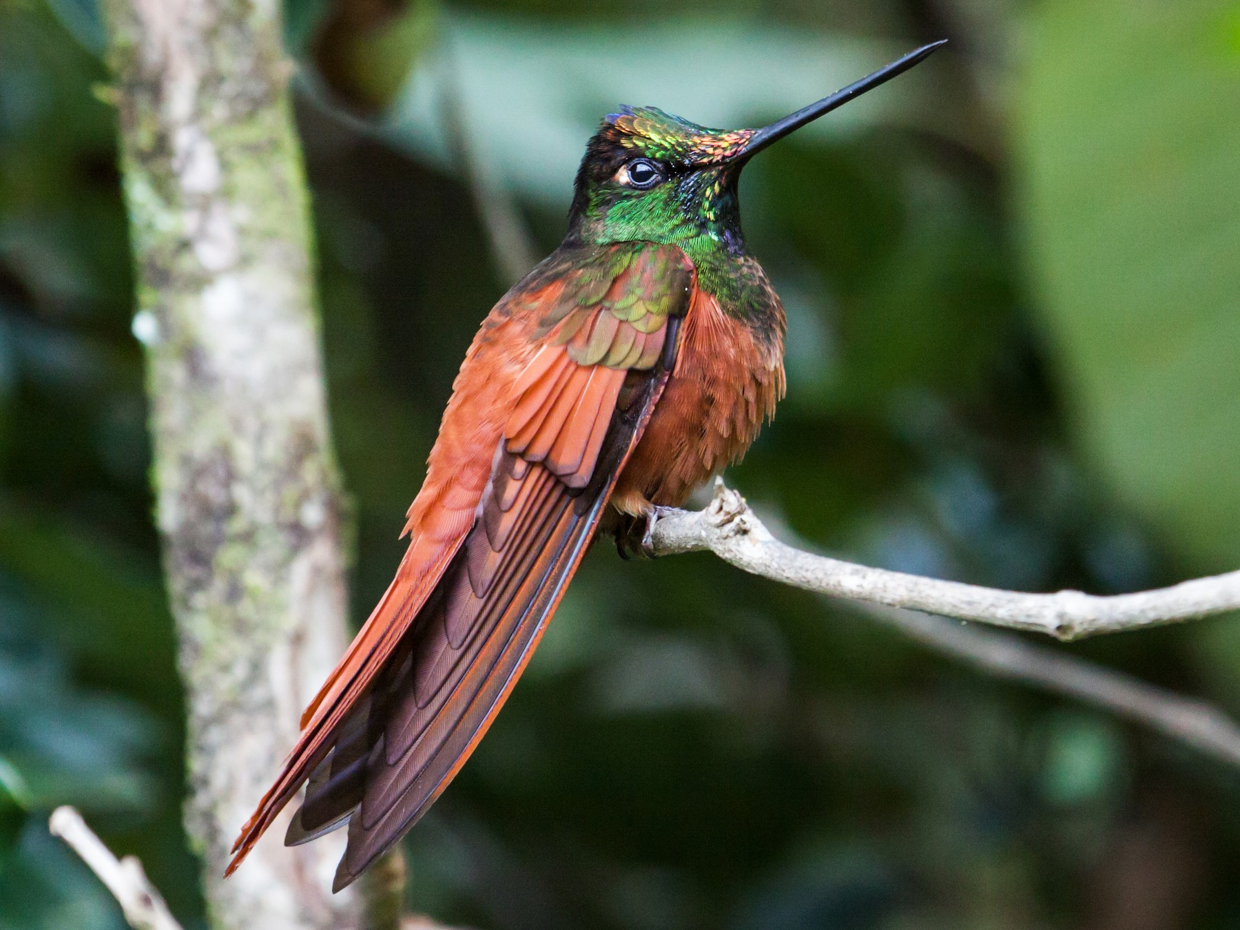 Rainbow Hummingbirds