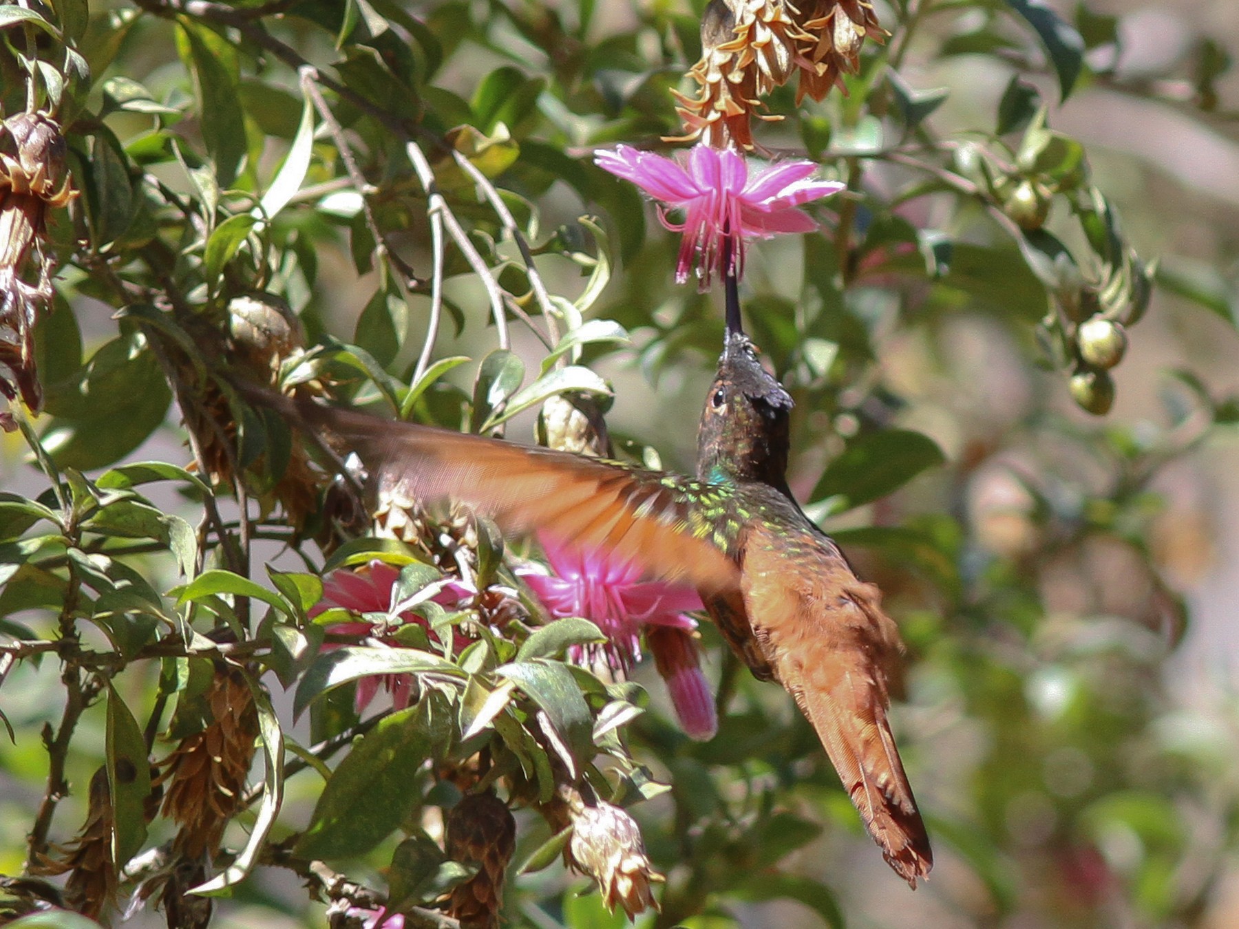 Rainbow Starfrontlet - eBird